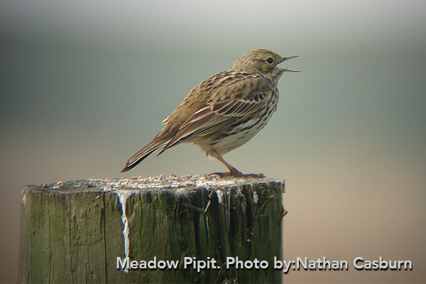 Meadow Pipit Nathan Casburn 600×400 – Gwent Ornithological Society