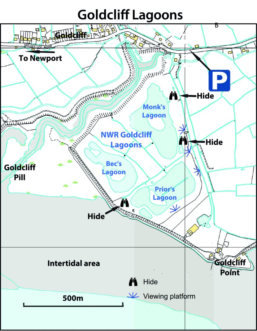 Recommended site: Newport Wetlands Reserve – Gwent Ornithological Society